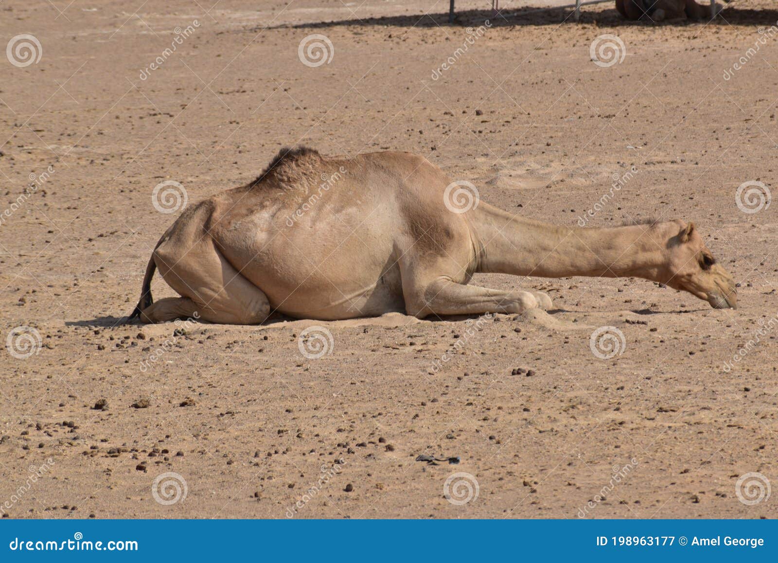 Closeup Shot of Camel.a View from Abu Dhabi Desert Stock Image - Image ...