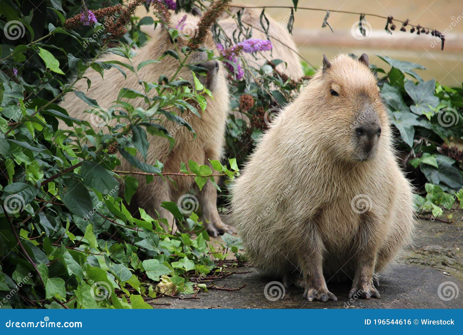 Closeup Shot of a Capybara in the Greenery Stock Photo - Image of ...