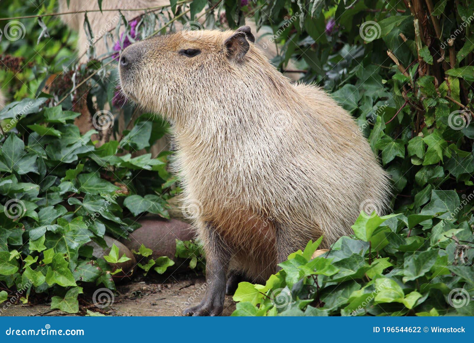 Closeup Shot of a Capybara in the Greenery Stock Photo - Image of ...