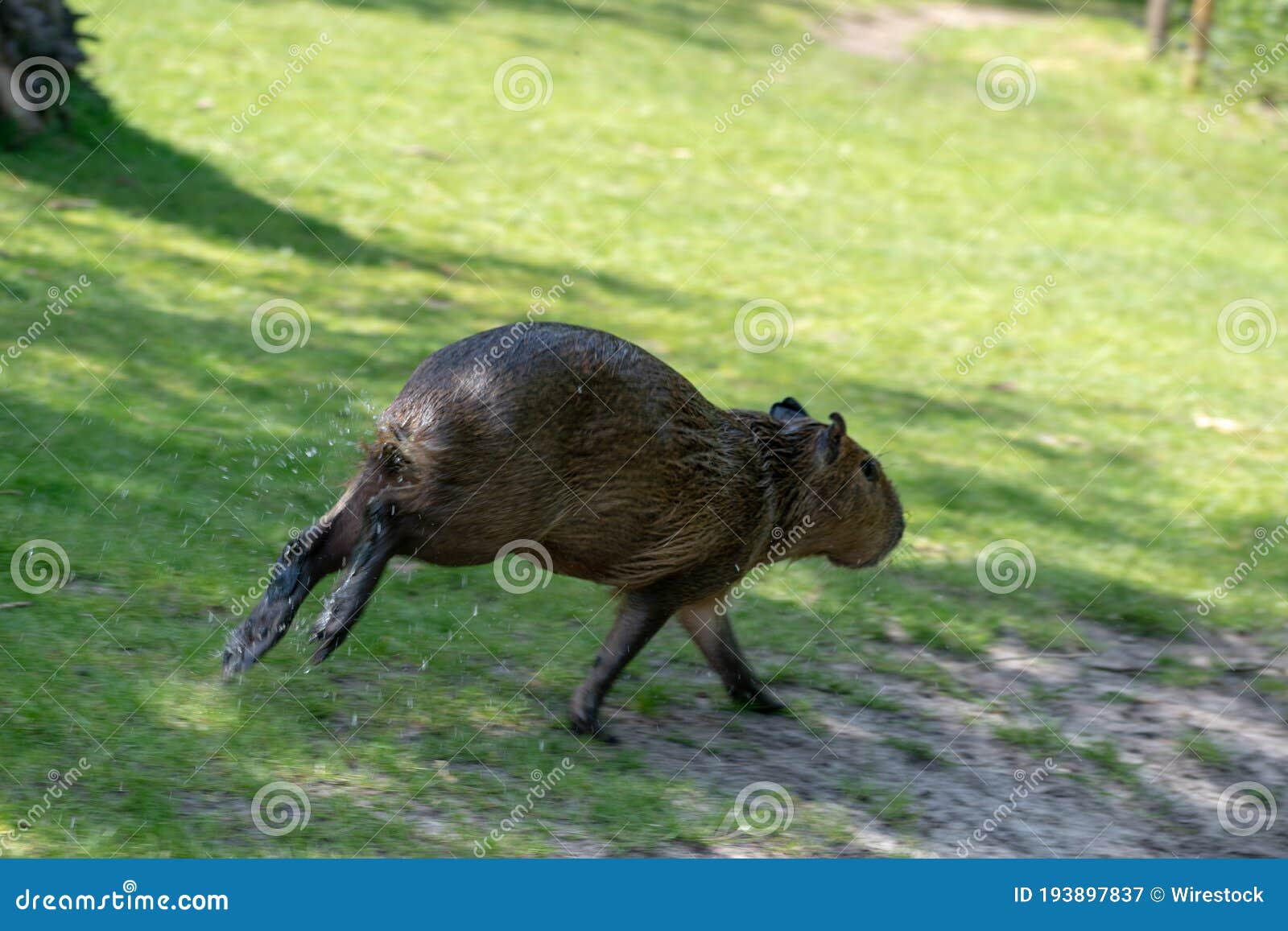 Closeup Shot of a Capybara Running in the Zoo Stock Image - Image of ...