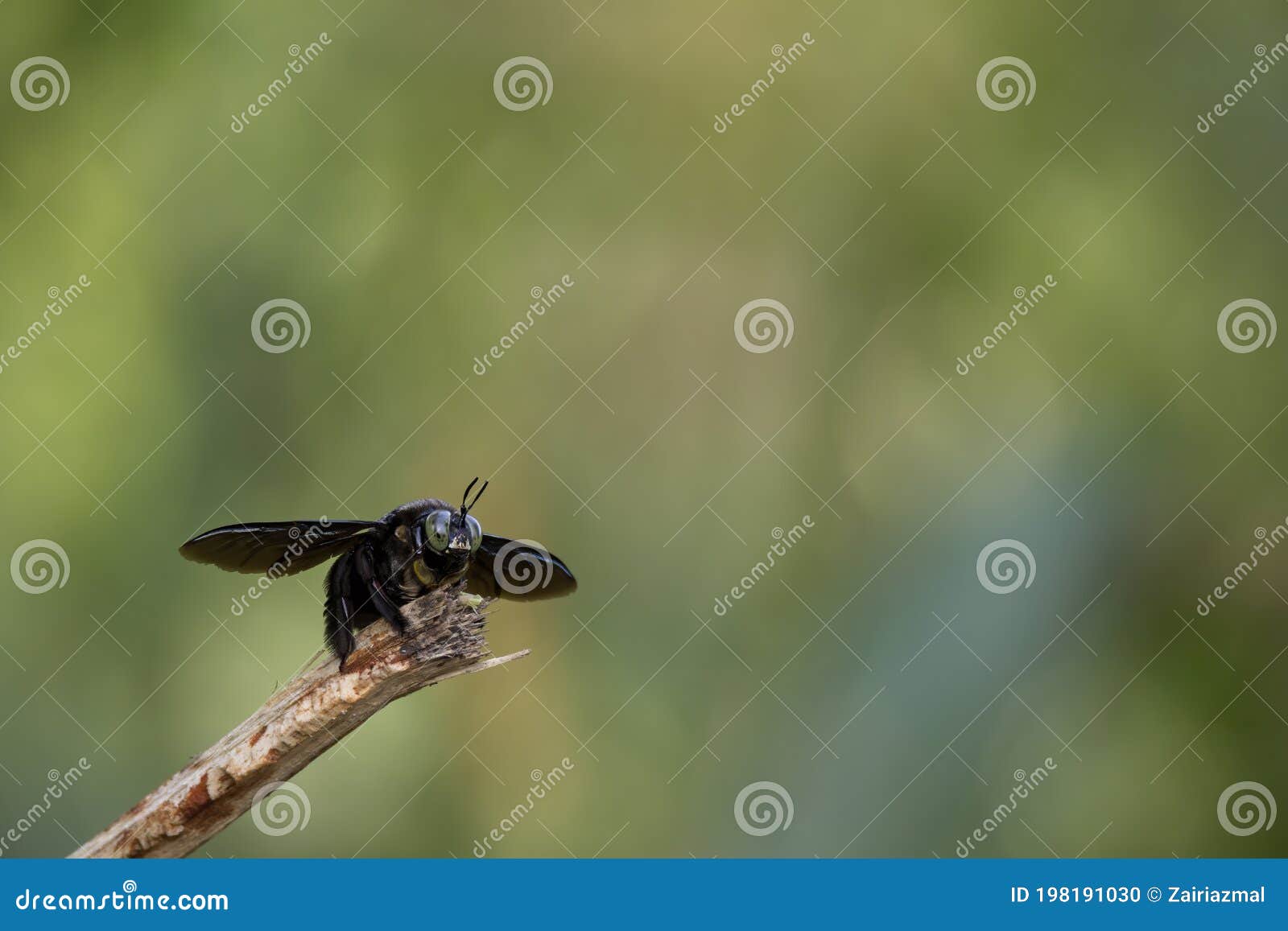 Closeup Shot of a Carpenter Bee Stock Photo - Image of beehive ...