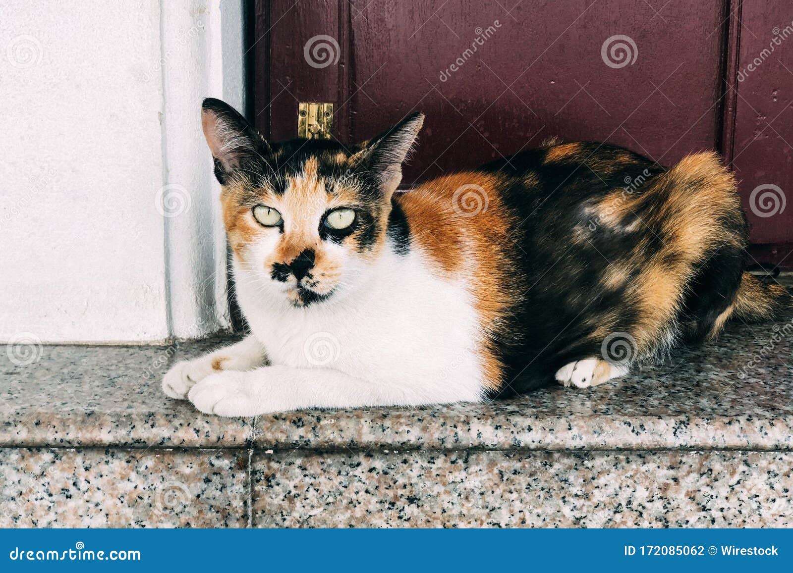 Closeup Shot of a Cat Staring at the Camera Stock Photo - Image of ...