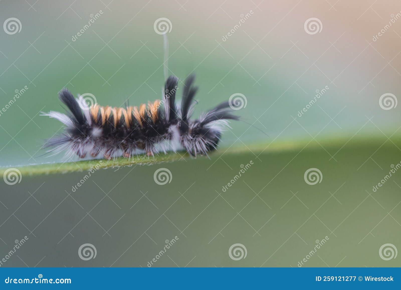 Closeup Shot of the Caterpillar Stock Image - Image of insect ... Closeup Shot of the Caterpillar Stock Image - Image of insect ...