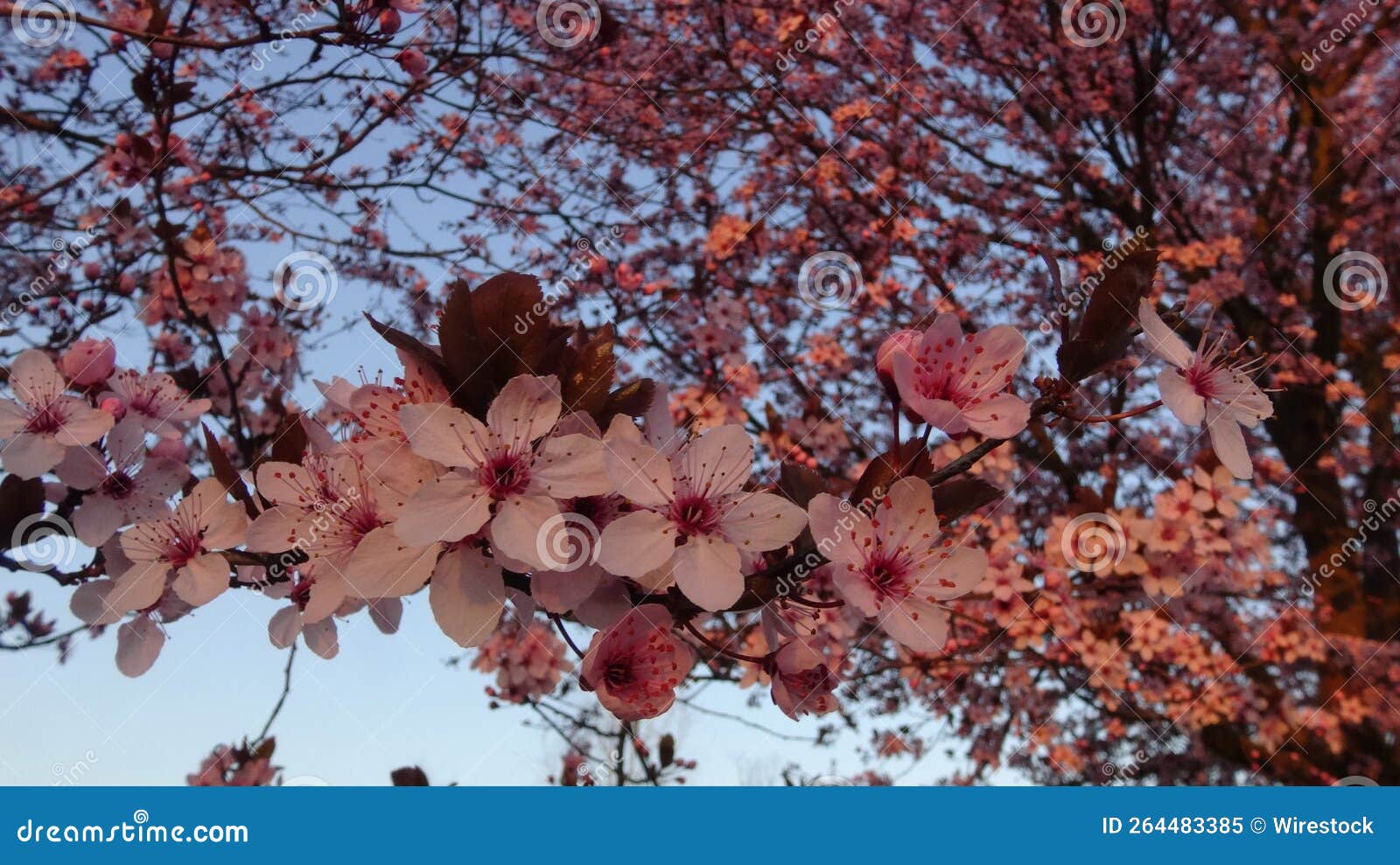 Closeup Shot of Cherry Blossom on the Tree Branches Stock Image - Image ...