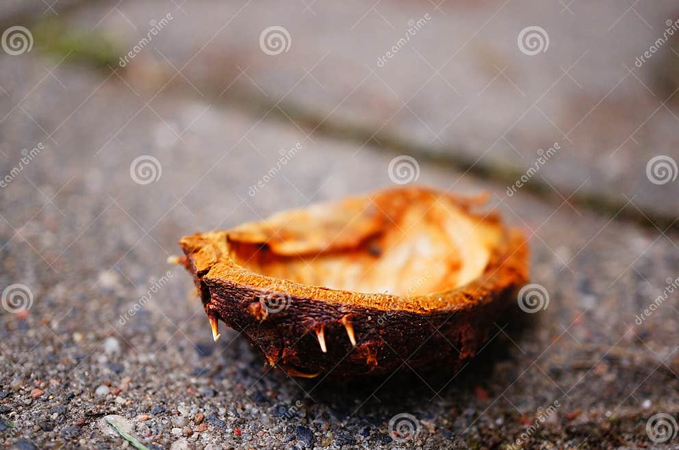 Closeup Shot of a Chestnut Shell Lying on a Pavement Stock Image ...
