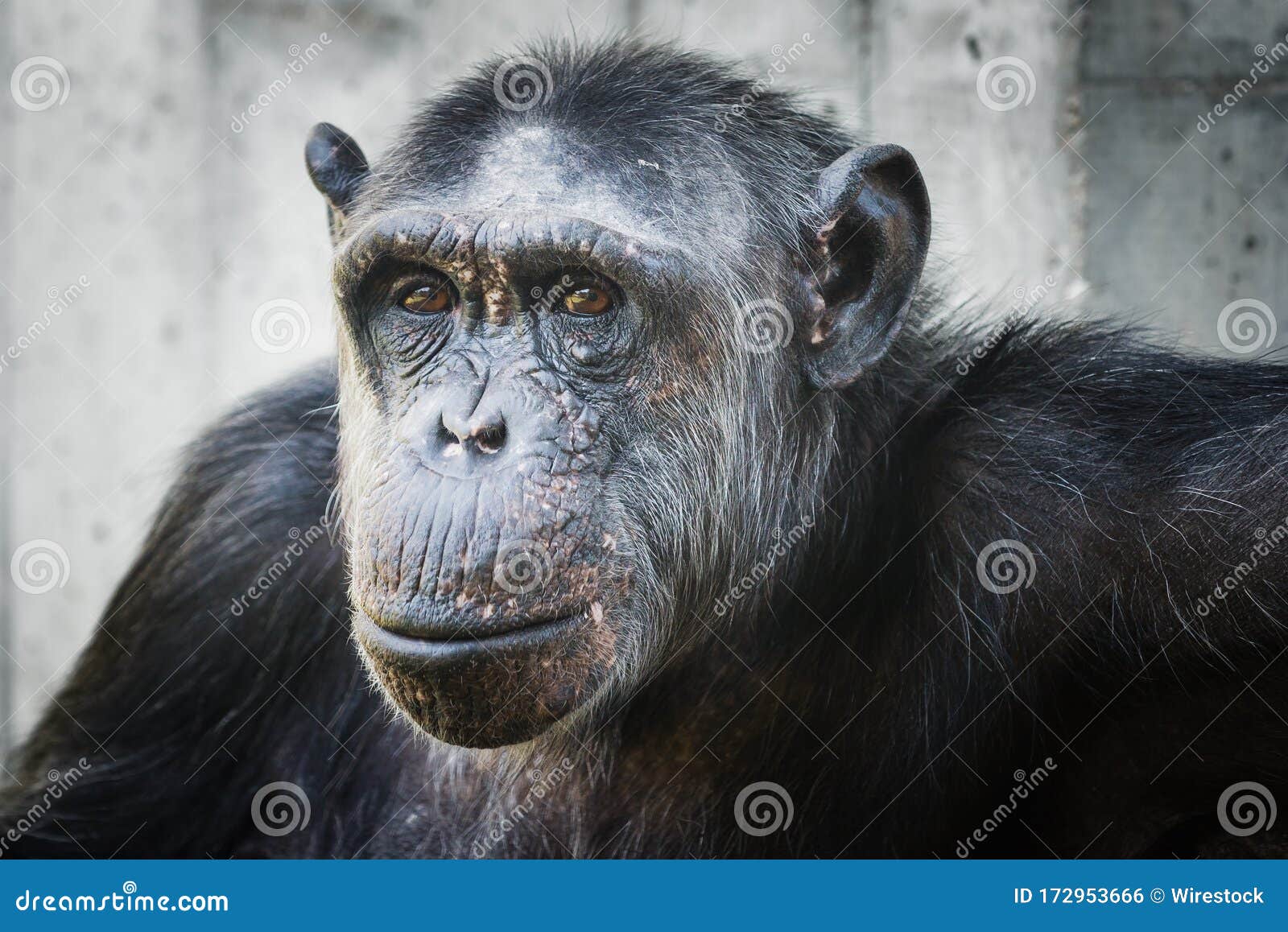 Closeup Shot of a Chimpanzee Looking Around Stock Photo - Image of ...