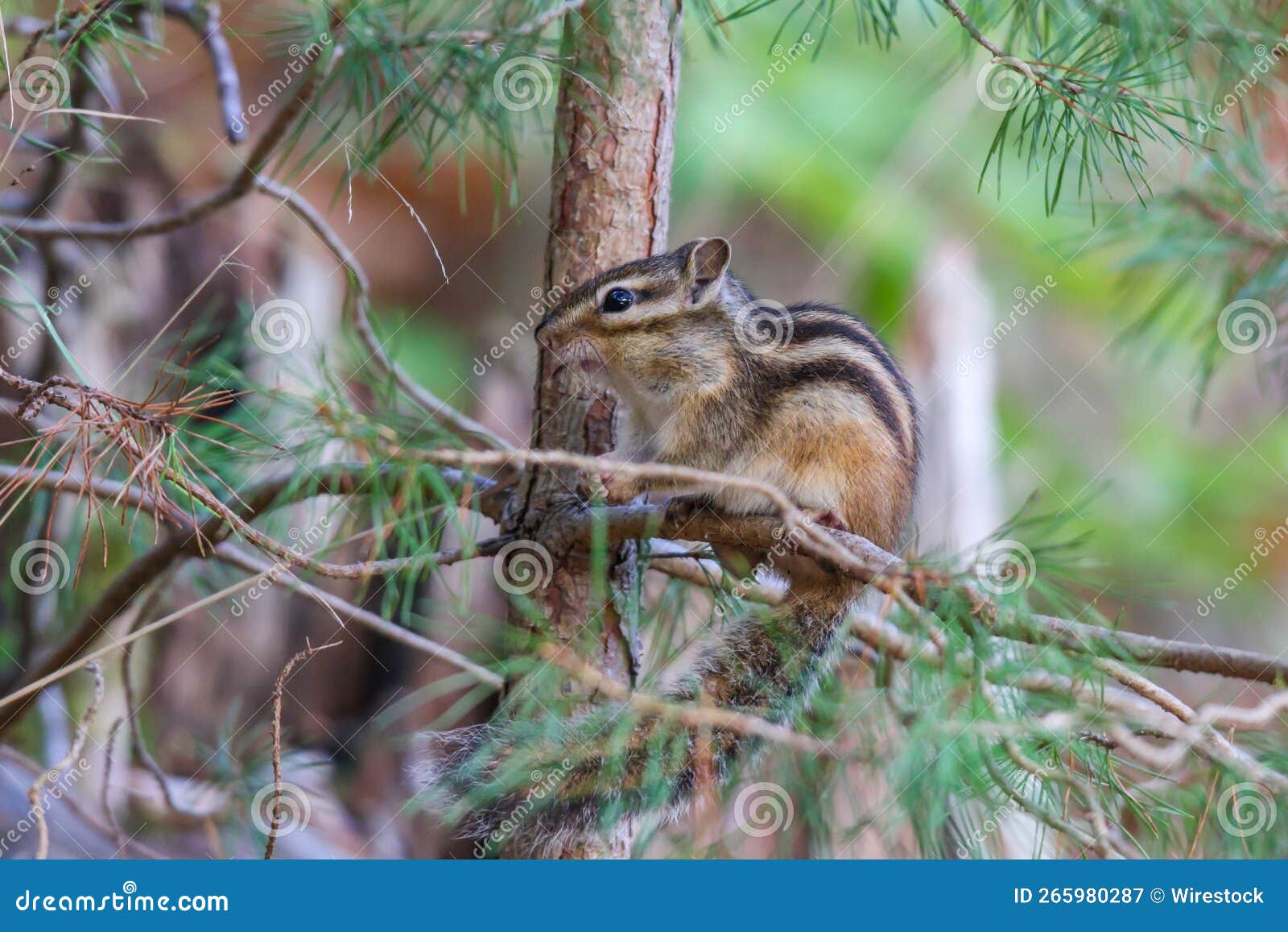 Closeup Shot of a Chipmunk on a Branch of a Pine Tree Stock Image ...