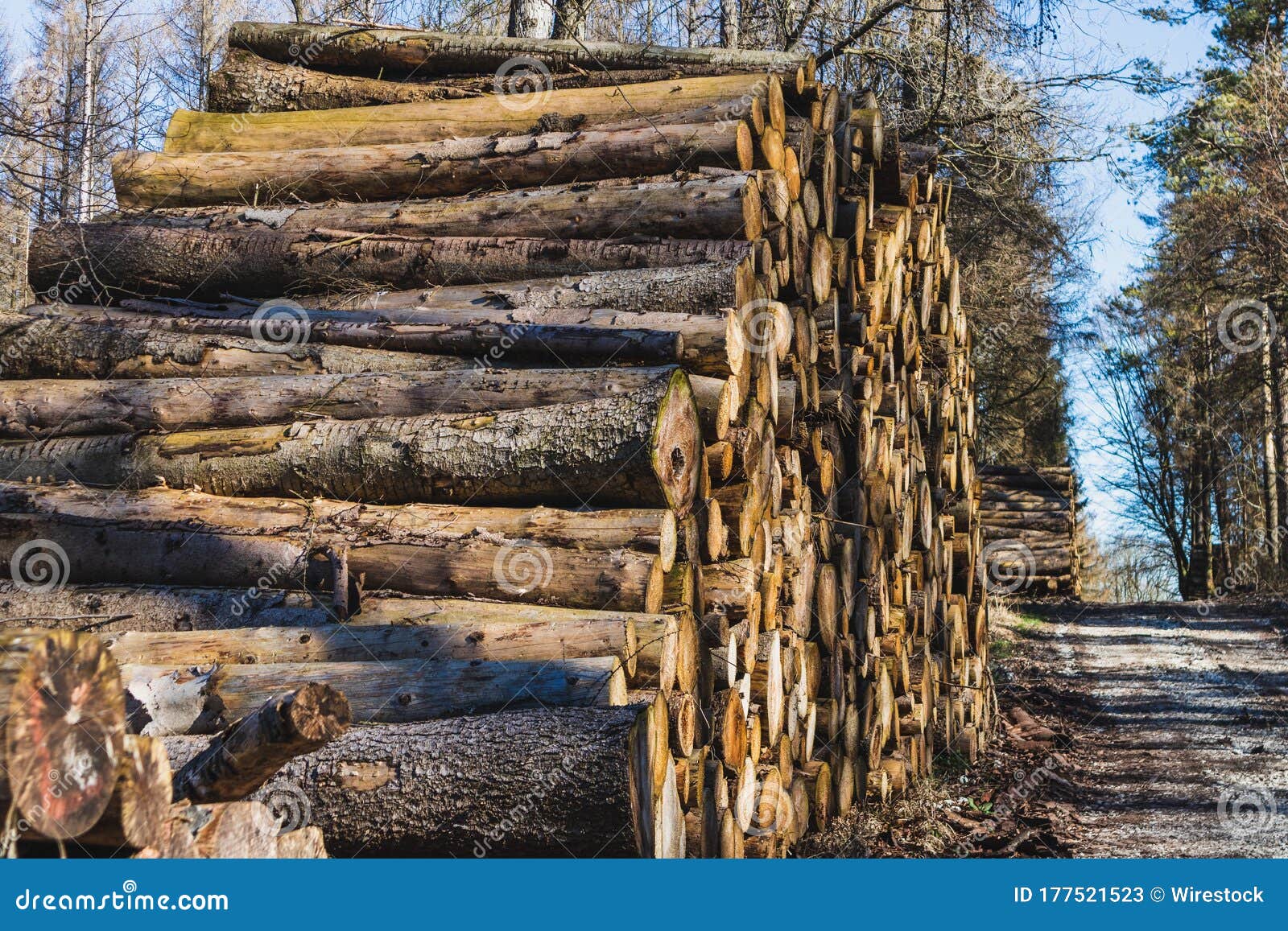A Closeup Shot of a Chopped Stack of Firewood in the Forest Stock Image ...