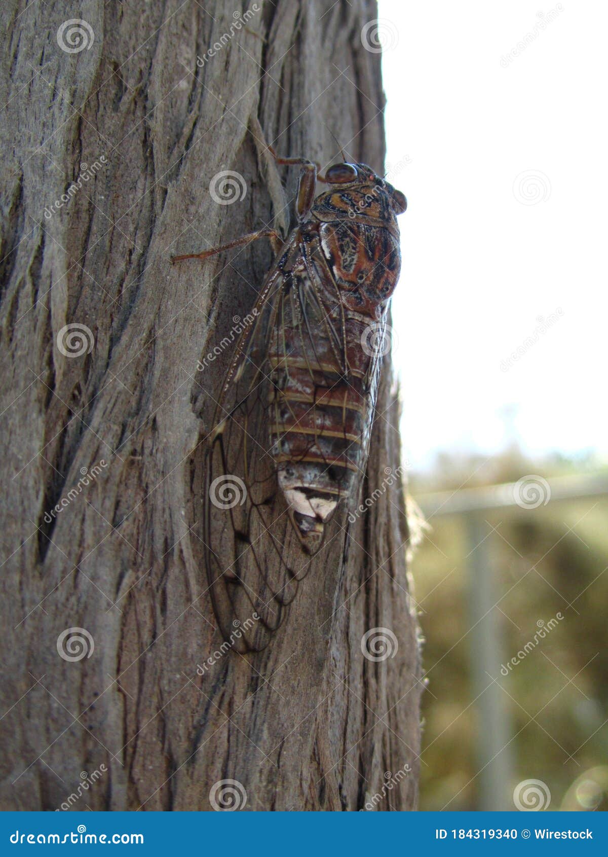 Closeup Shot of the Cicada Insect on the Tree Trunk Captures in Malta ...
