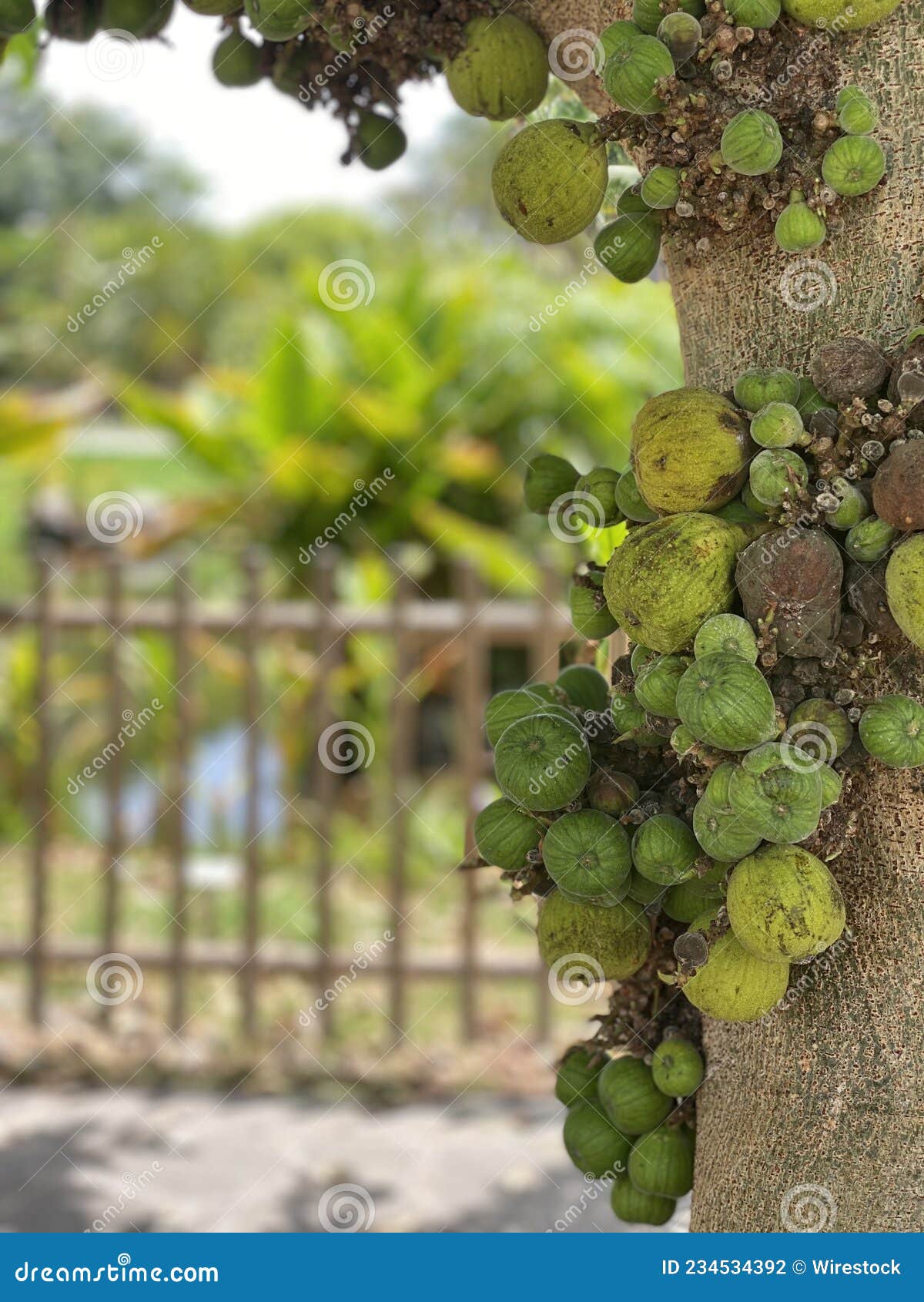 Closeup Shot of Cluster Fig Growing on a Tree Stock Photo - Image of ...
