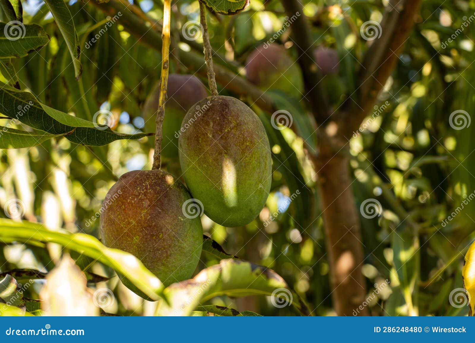 Closeup Shot of a Cluster of Ripe Mangos Growing on a Tree Editorial ...