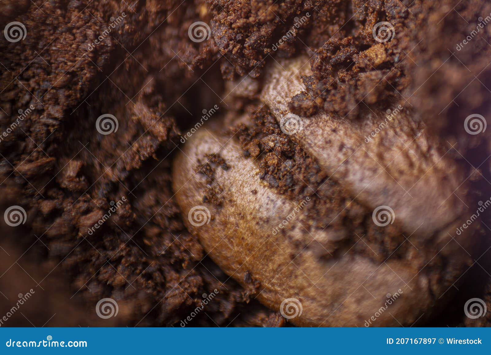 Closeup Shot of a Coffee Bean in Grounded Coffee Stock Image - Image of ...