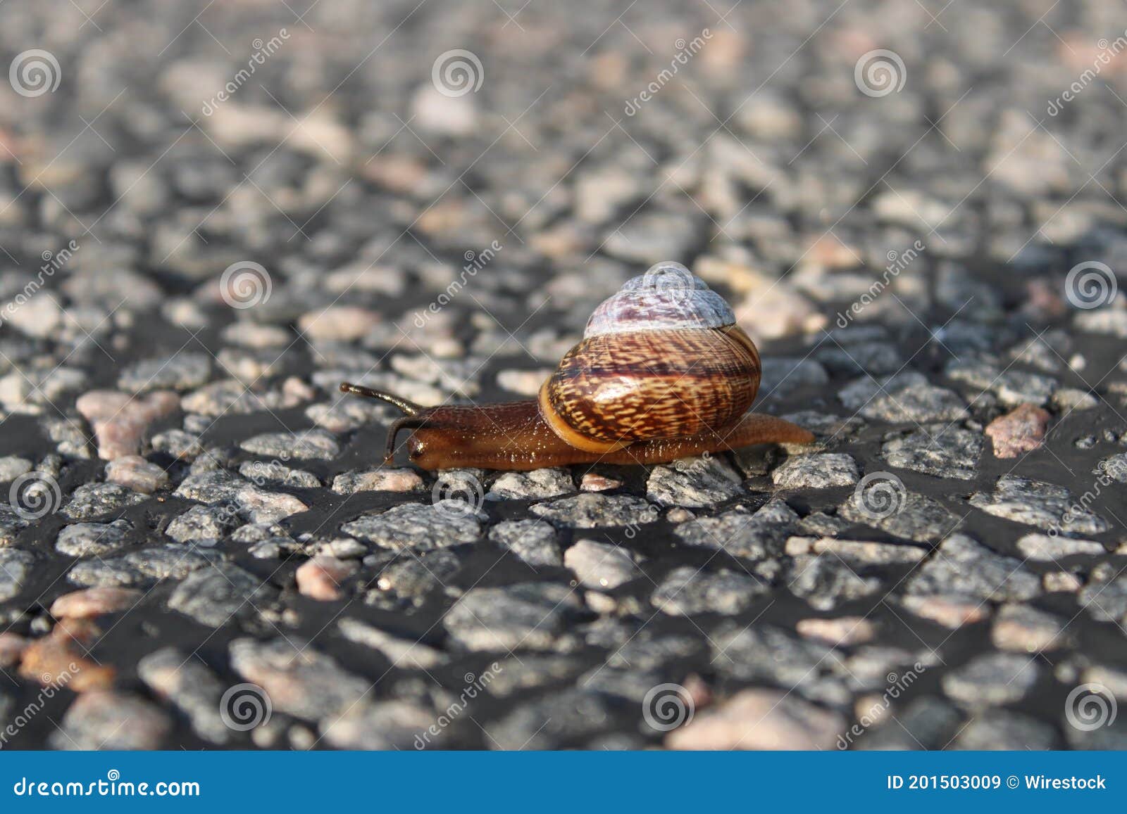 Colorful Snail Front Against A Black Background Royalty-Free Stock ...