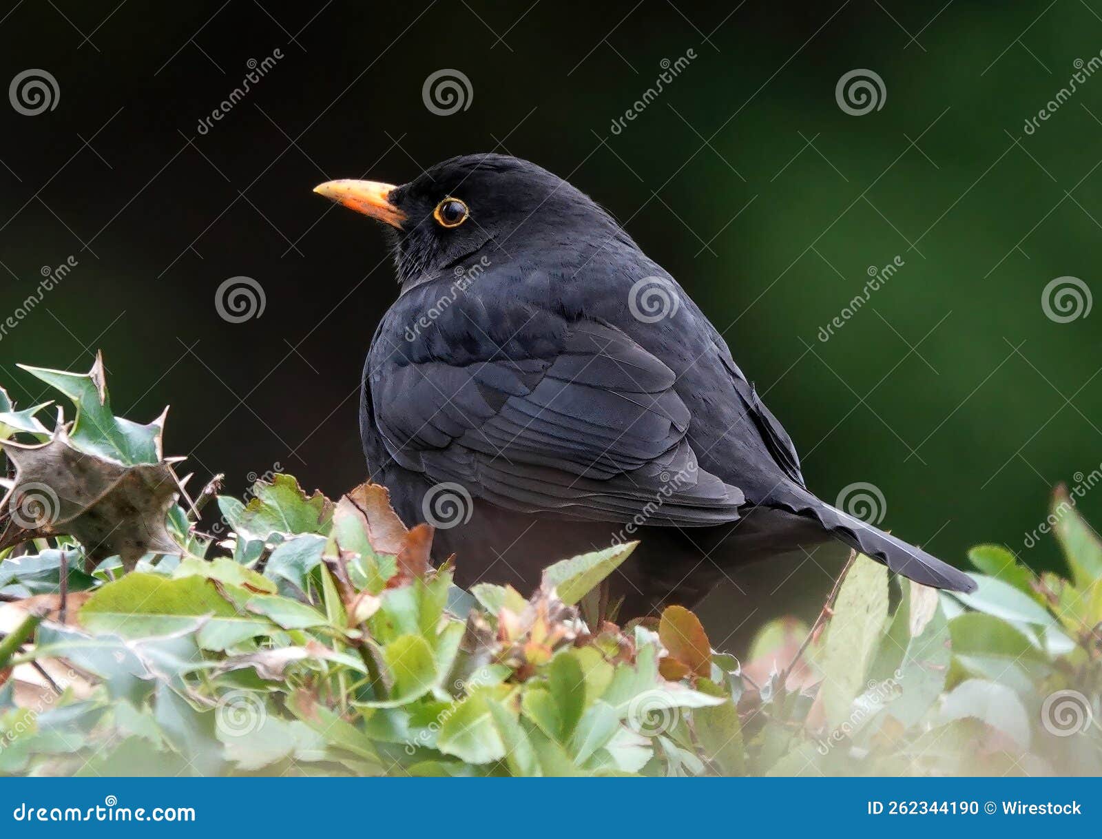 Closeup Shot of a Common Blackbird Stock Photo - Image of nature ...