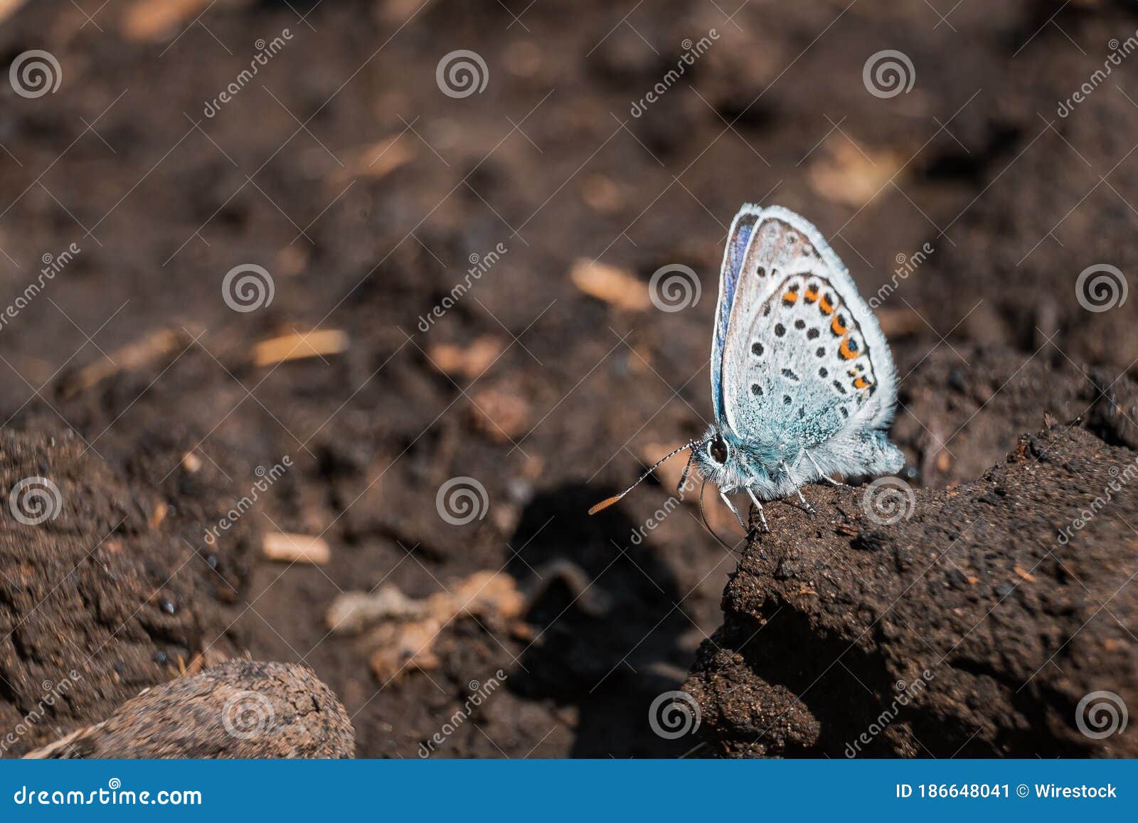 Closeup Shot of a Common Blue Moth Sitting on a Piece of Rock Stock ...