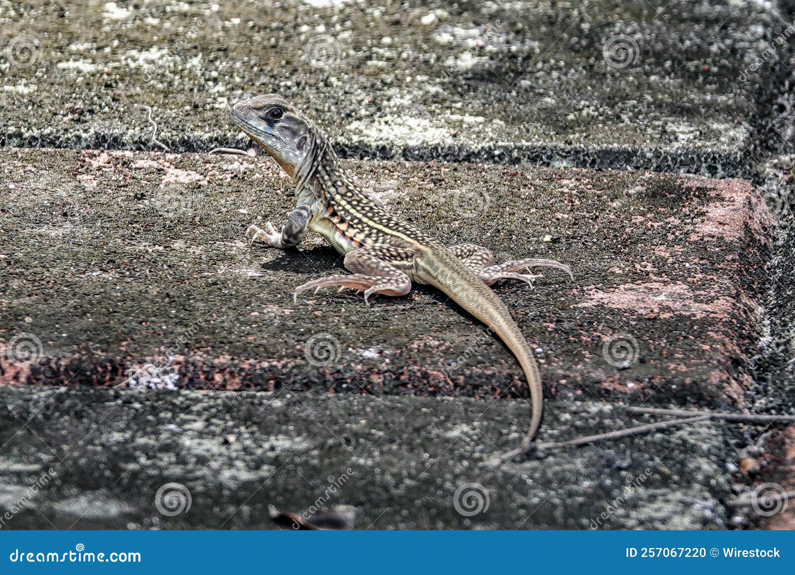 Closeup Shot of a Common Butterfly Lizard on the Ground Stock Photo ...