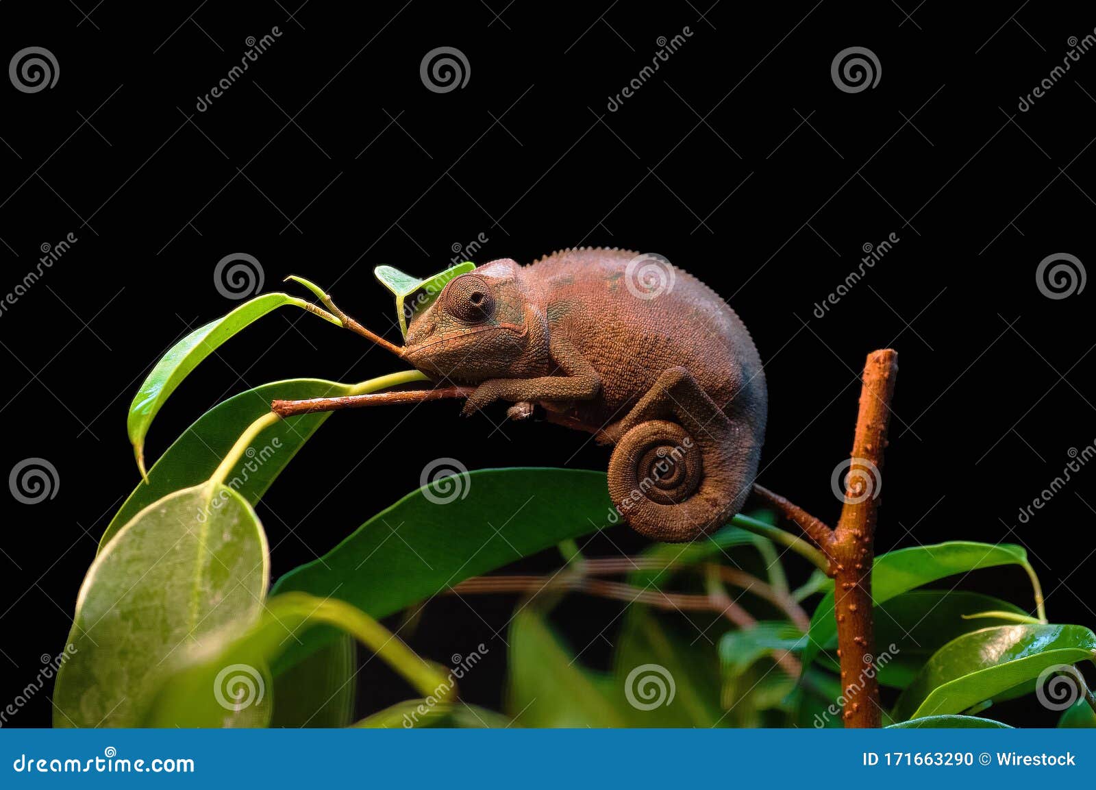 Common Chameleon Chamaeleo Chamaeleon, The Common Chameleon Madagascar ...