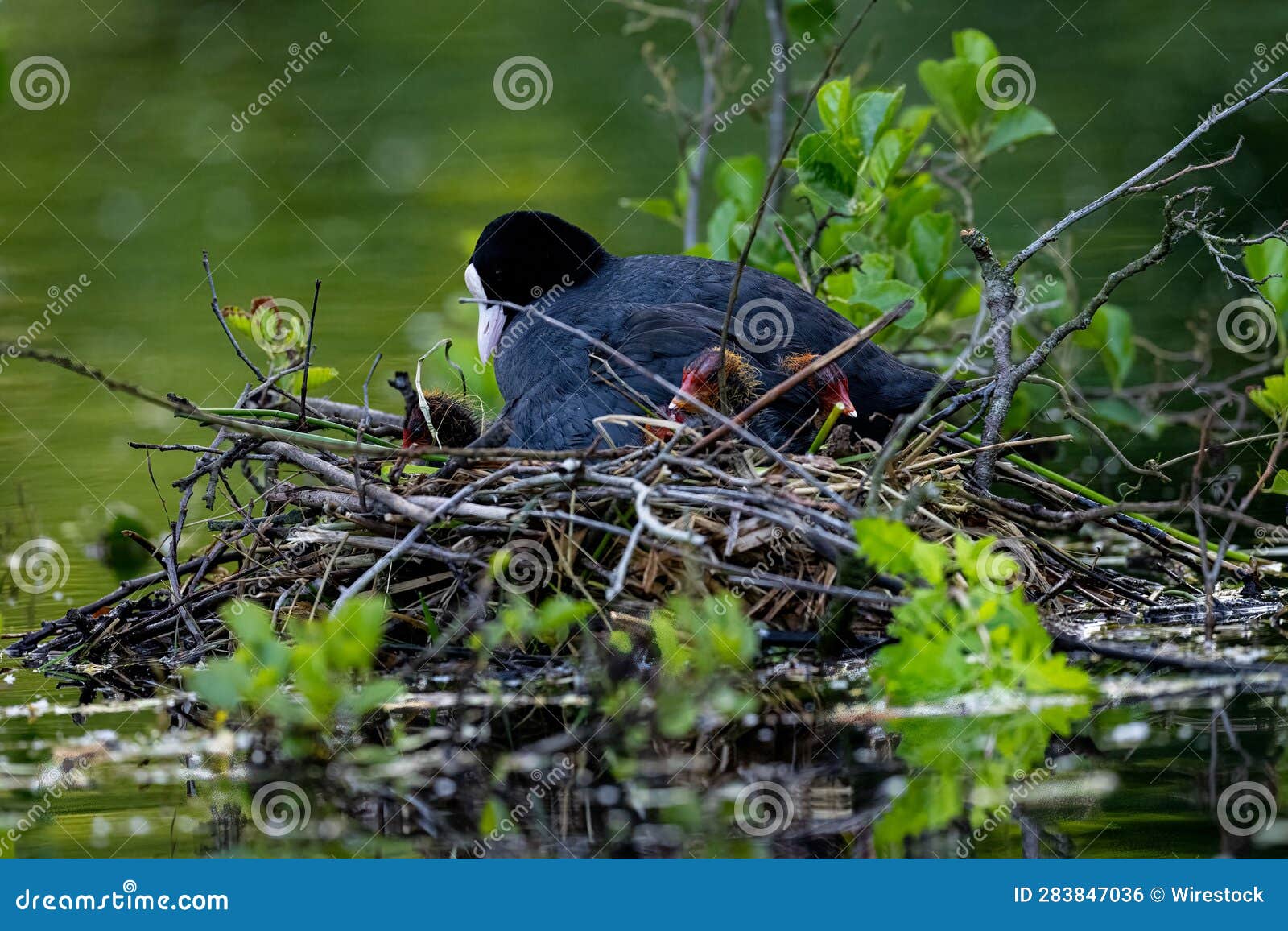 Closeup Shot of a Common Moorhen Bird in a Nest with Babies Stock Photo ...