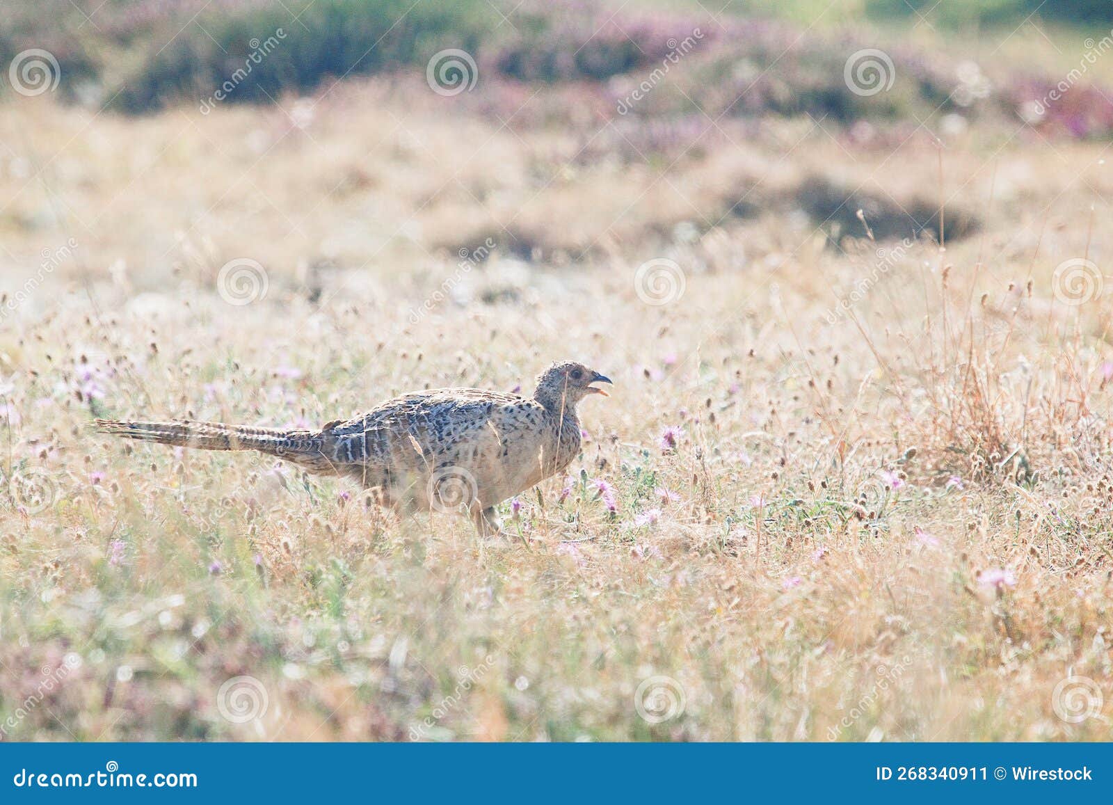 Closeup Shot of a Common Pheasant Running in the Field Stock Image ...