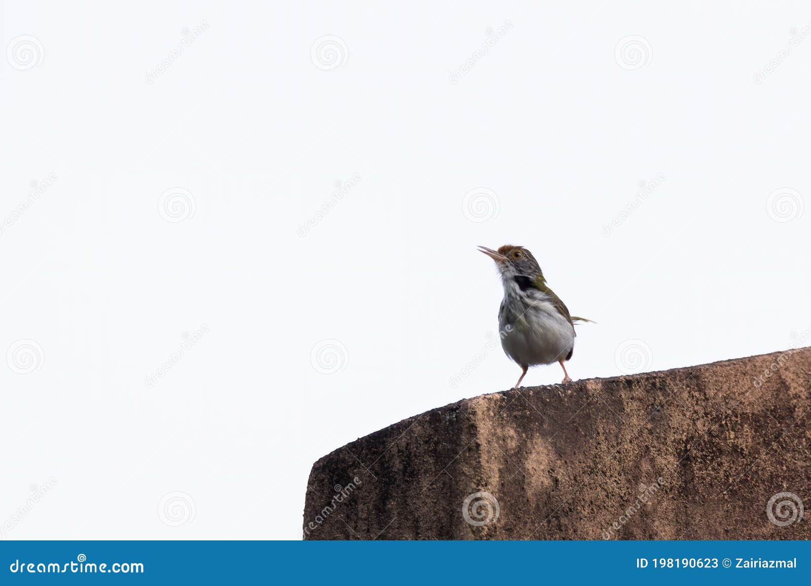 Common Tailor Bird (Orthotomus Sutorius) Royalty-Free Stock Photography ...