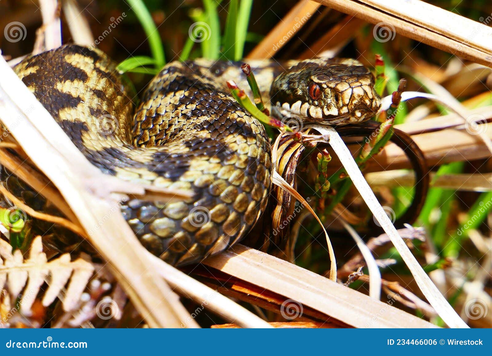 Closeup Shot of a Common Viper on the Grass Stock Photo - Image of ...