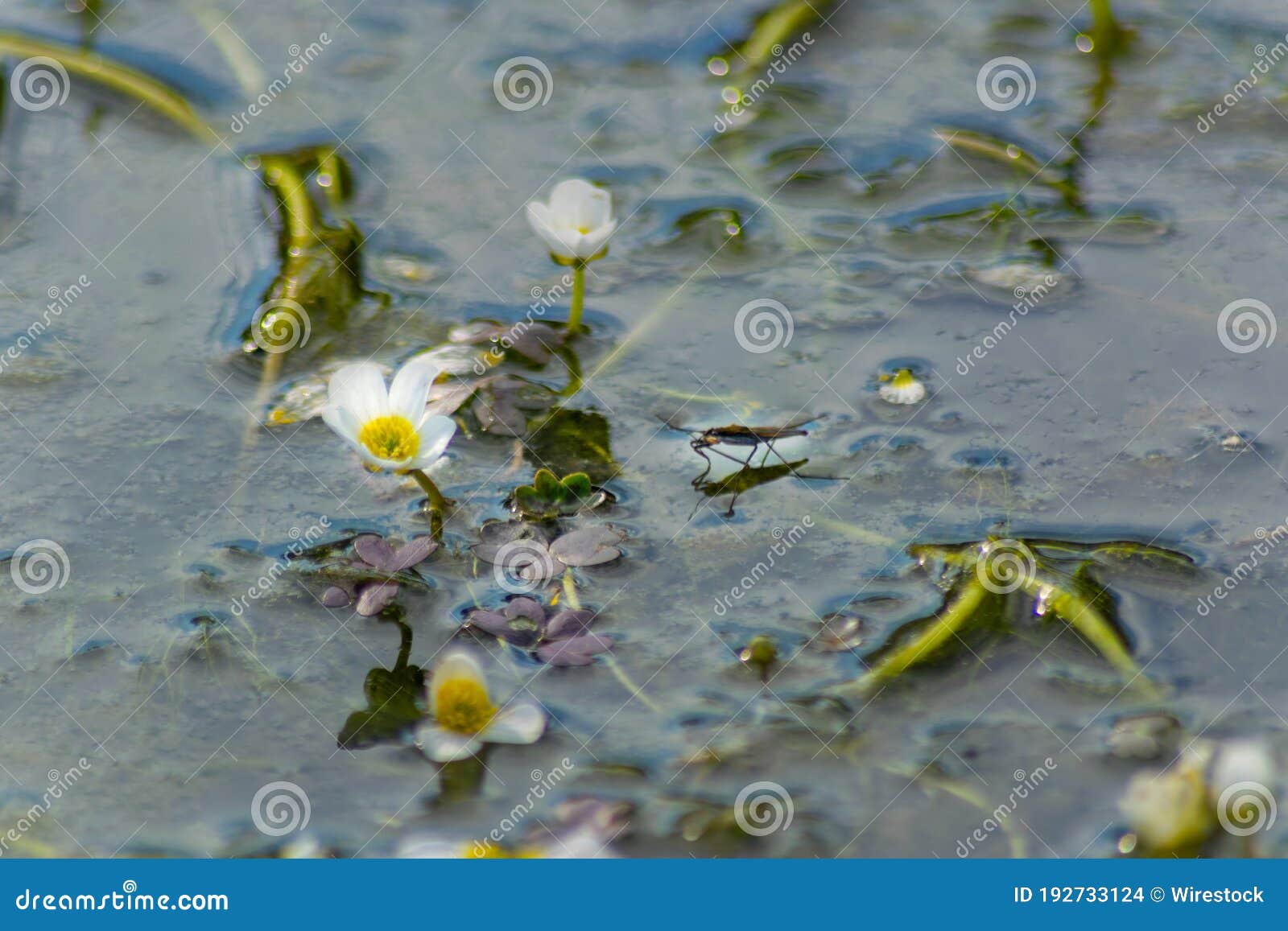 Closeup Shot of Common Water-crowfoot on a Pond Stock Photo - Image of ...