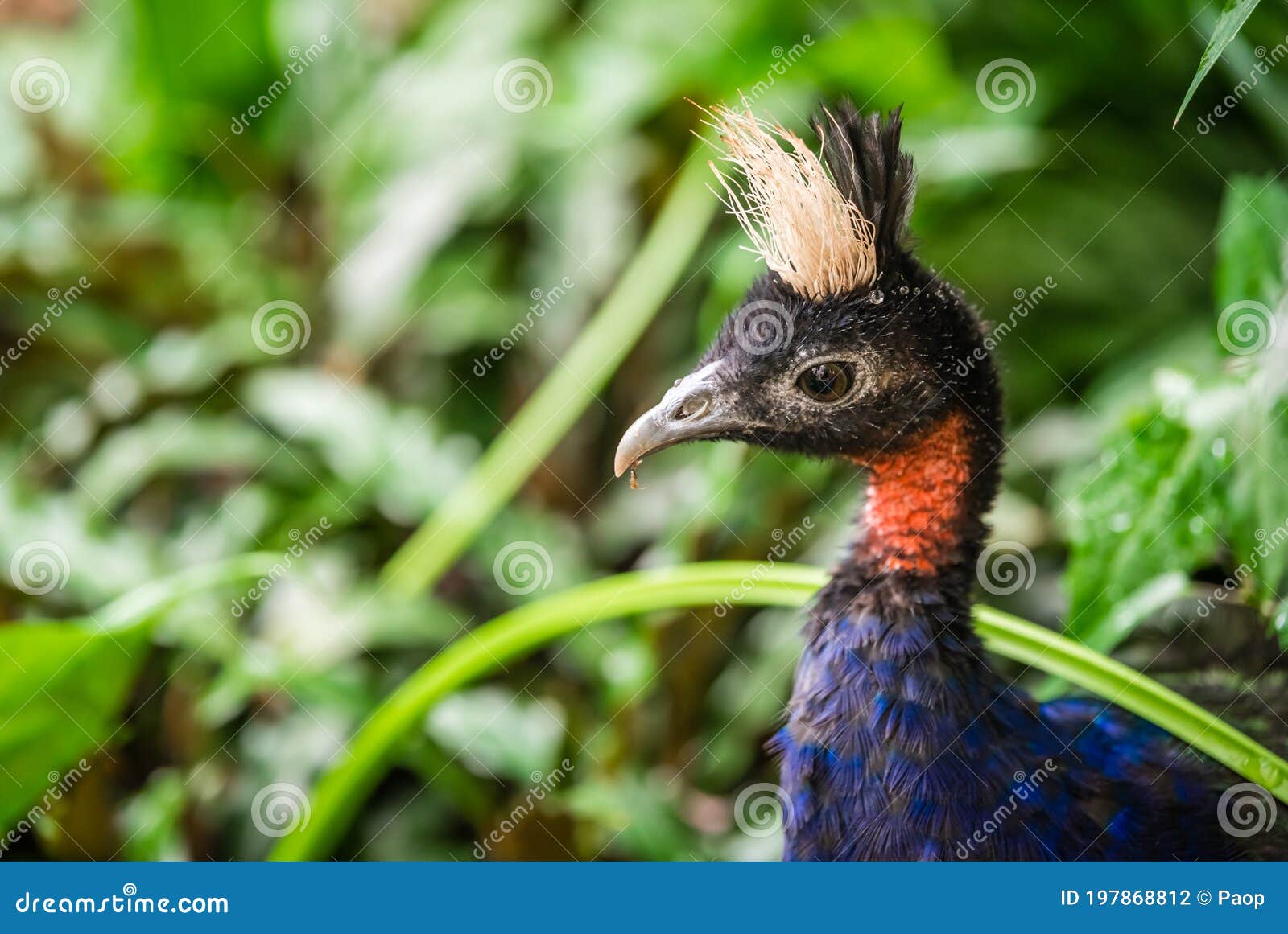 Closeup Shot of the Congo Peafowl Stock Photo - Image of beautiful ...