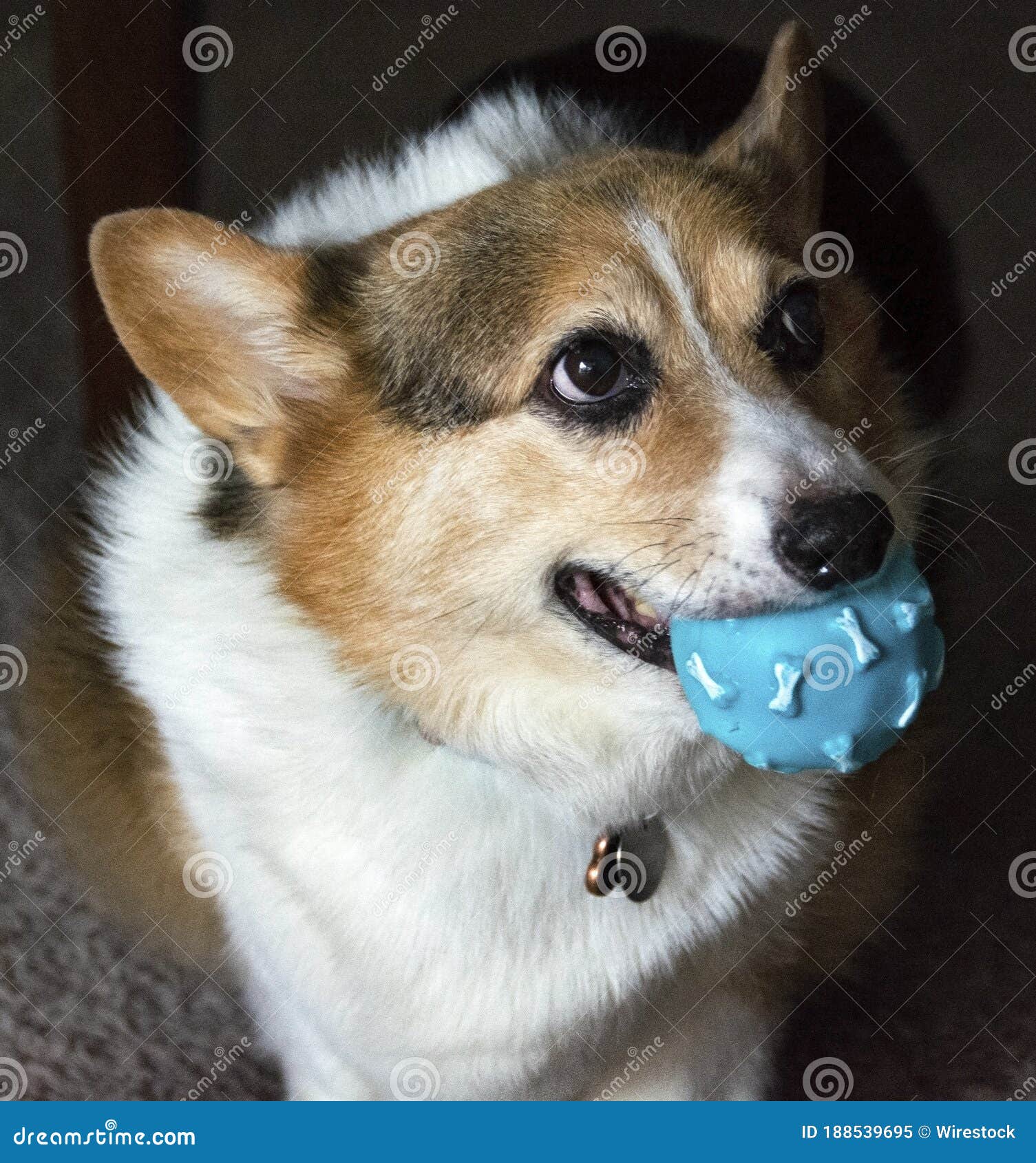 Do Corgi Dogs Bite