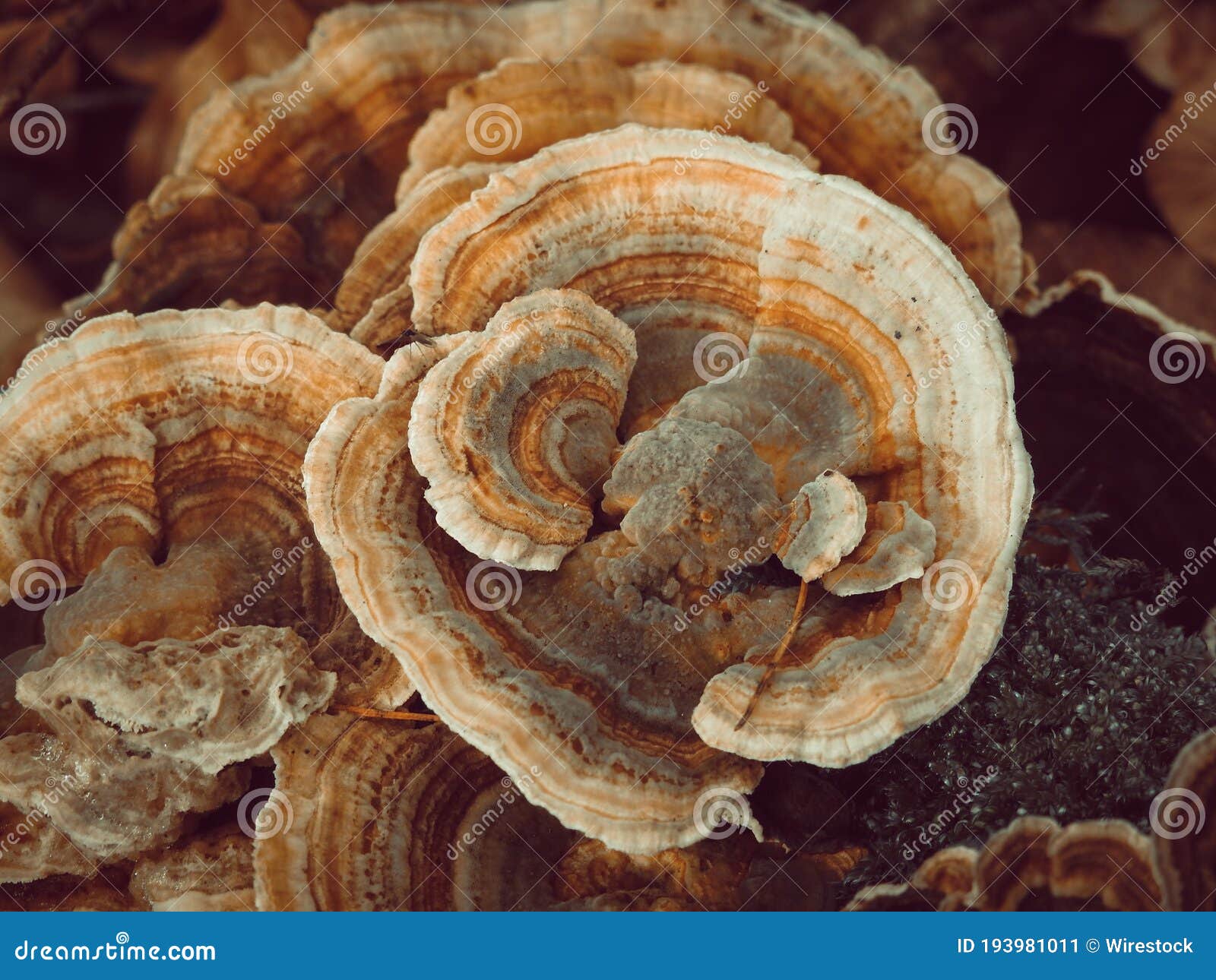 Closeup Shot of a Coriolus Versicolor, a Common Polypore Mushroom Stock ...