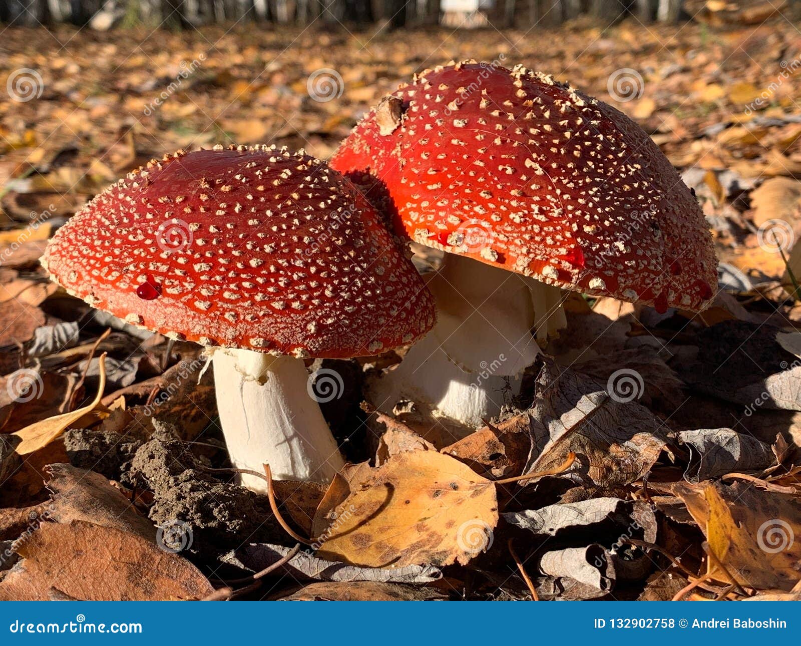 Red Cap Spotty Toadstool Mushrooms Stock Photo - Image of spotty ...