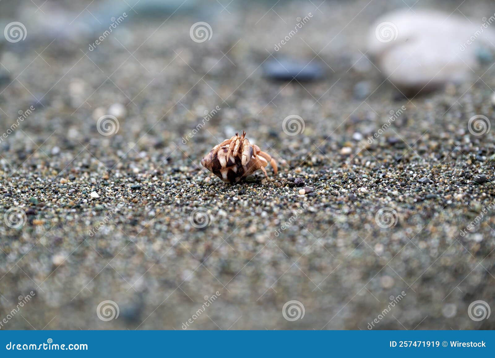 Closeup Shot of a Crab on the Sand Stock Image - Image of summer ...