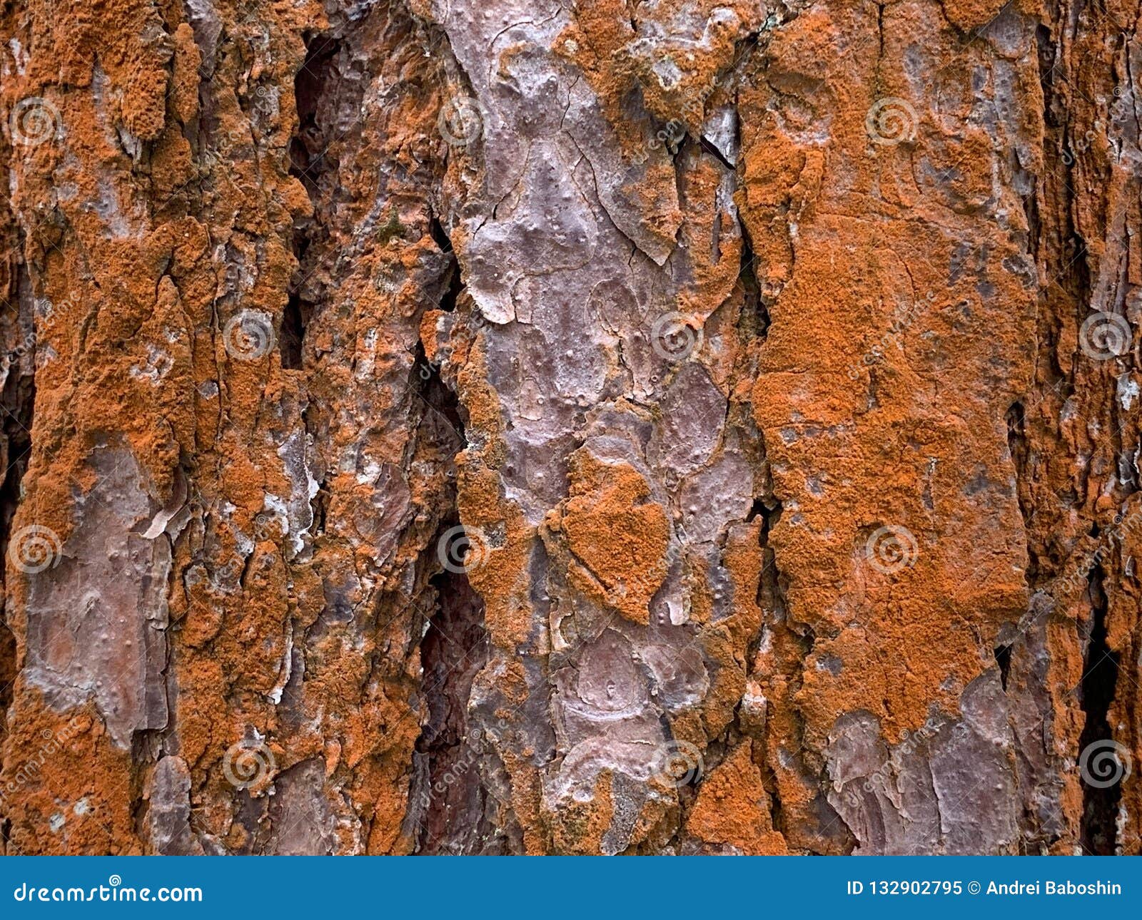 Weathered pine tree bark stock image. Image of bark - 132902795