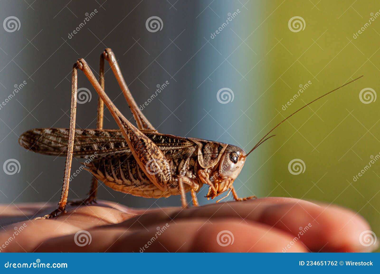 Closeup Shot of Cricket on the Hand Stock Photo - Image of insect ...