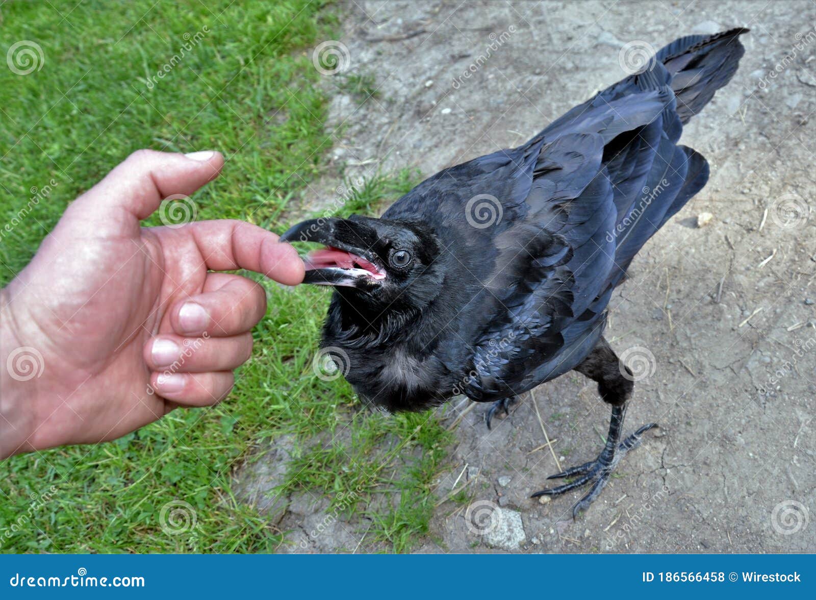 Closeup Shot a Crow Biting a Male S Finger Stock Photo - Image of human ...