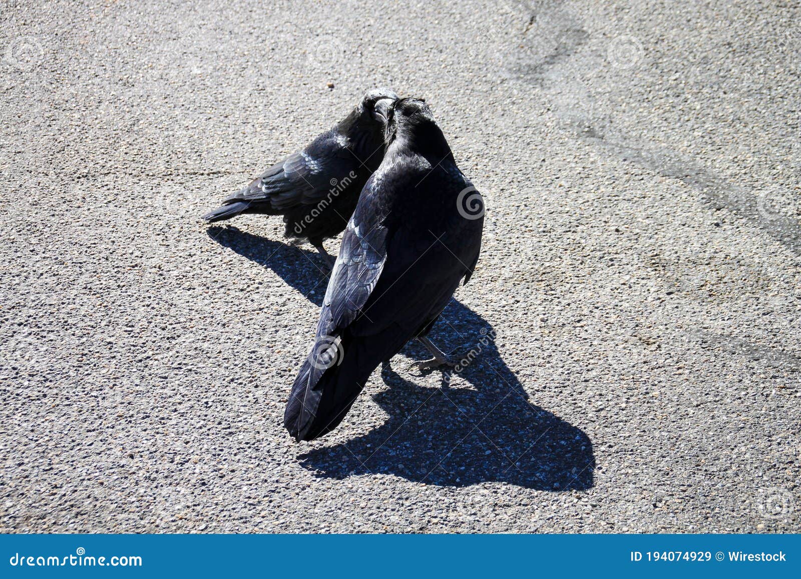 Closeup Shot of Crow on Pavement Stock Image - Image of asphalt, beak ...