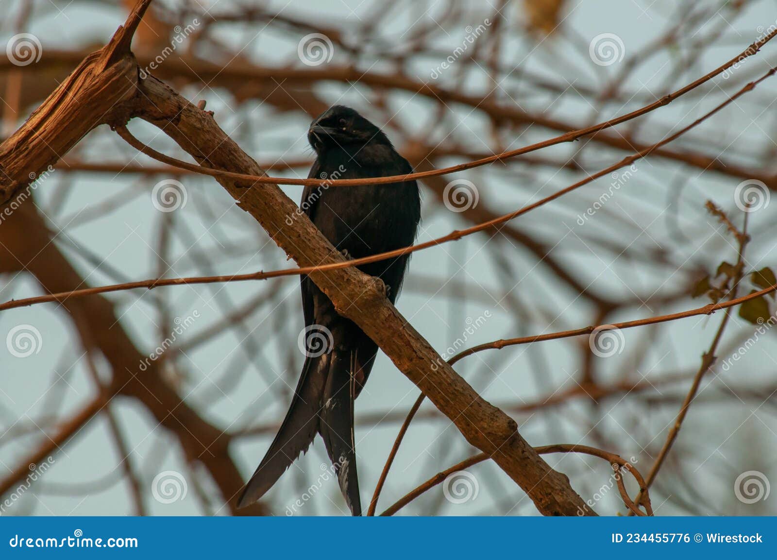 Closeup Shot of a Crow on the Tree Branch Stock Photo - Image of wing ...