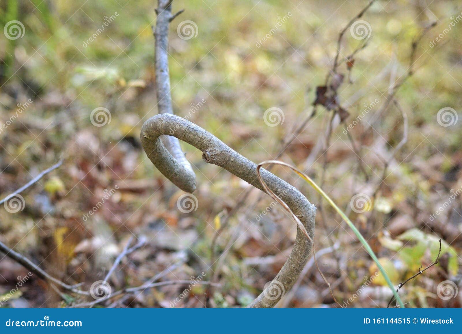 Cartoon Curvy Tree Photos - Free & Royalty-Free Stock Photos from ...
