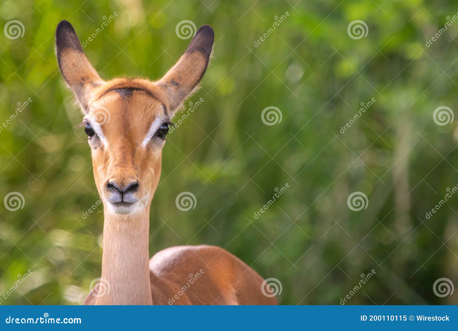 Closeup Shot of a Cute Baby Antelope Stock Image - Image of wilderness ...