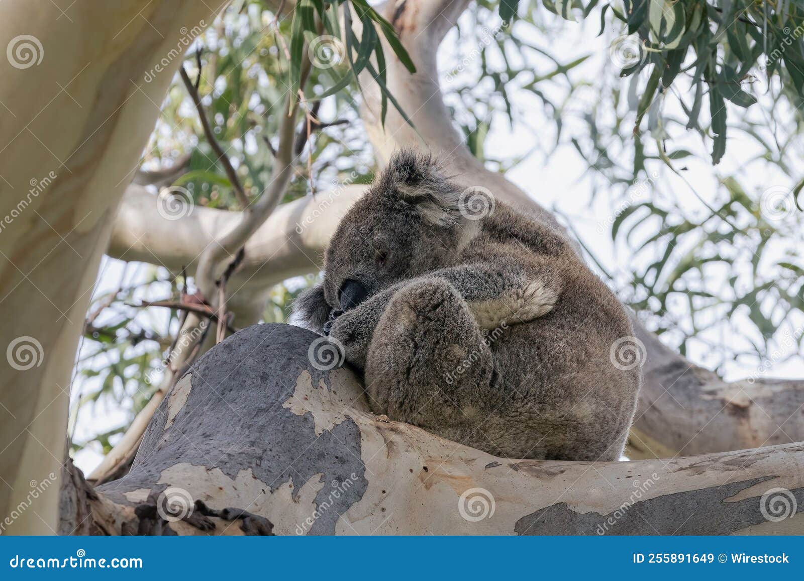 Closeup Shot of a Cute Baby Koala Napping on a Gum Tree Stock Image ...
