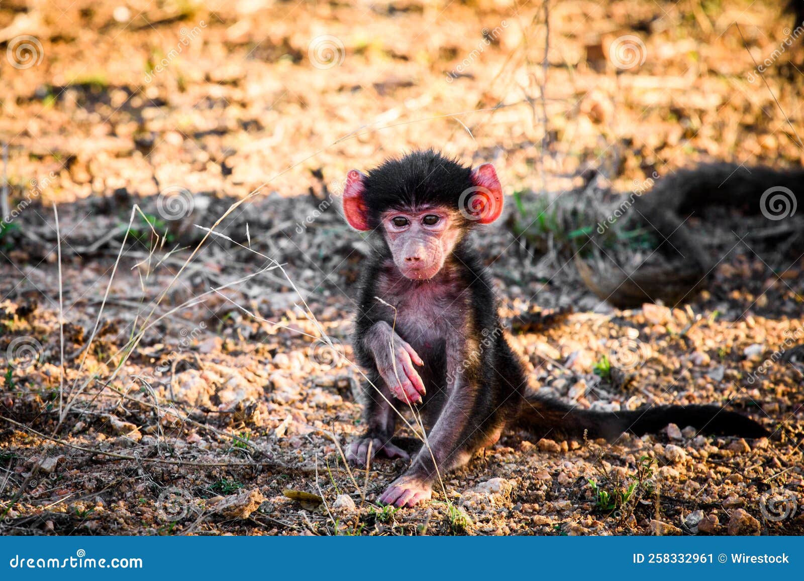 Closeup Shot of a Cute Baby Monkey Stock Image - Image of monkey, park ...