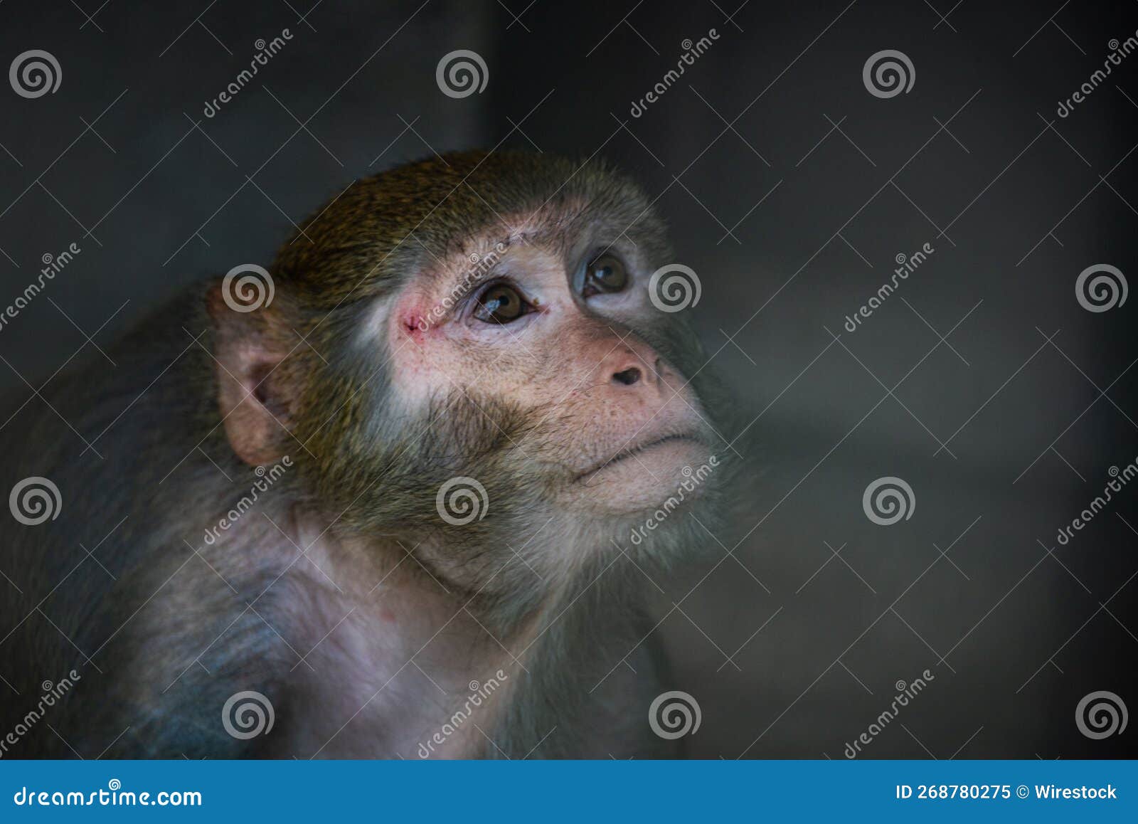 Closeup Shot of a Cute Baby Monkey Stock Image - Image of looking ...
