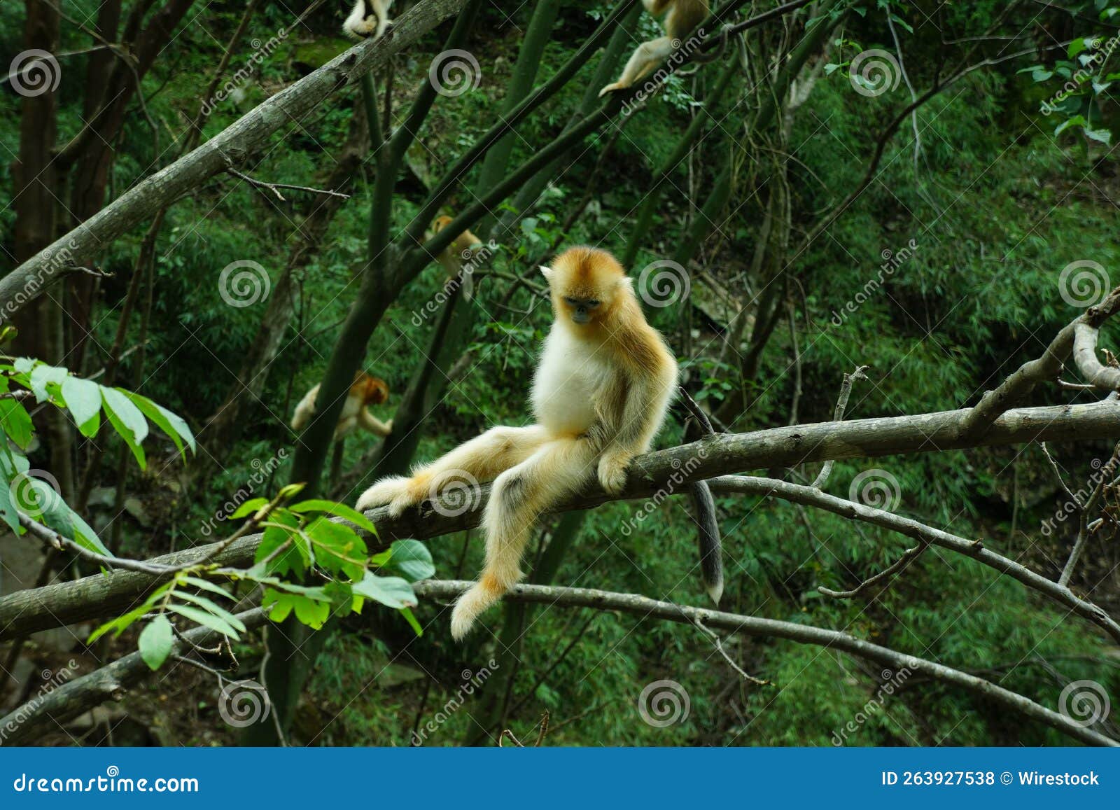 Closeup Shot of a Cute Baby Monkey on a Tree Stock Photo - Image of ...