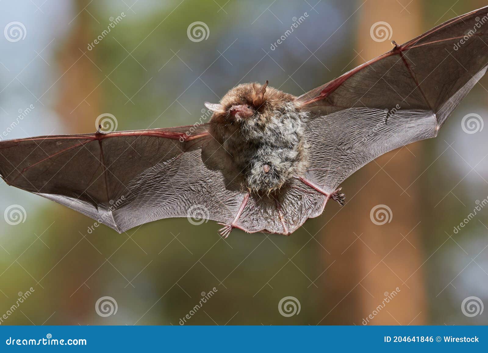 674 Bat Air Stock Photos - Free & Royalty-Free Stock Photos from Dreamstime