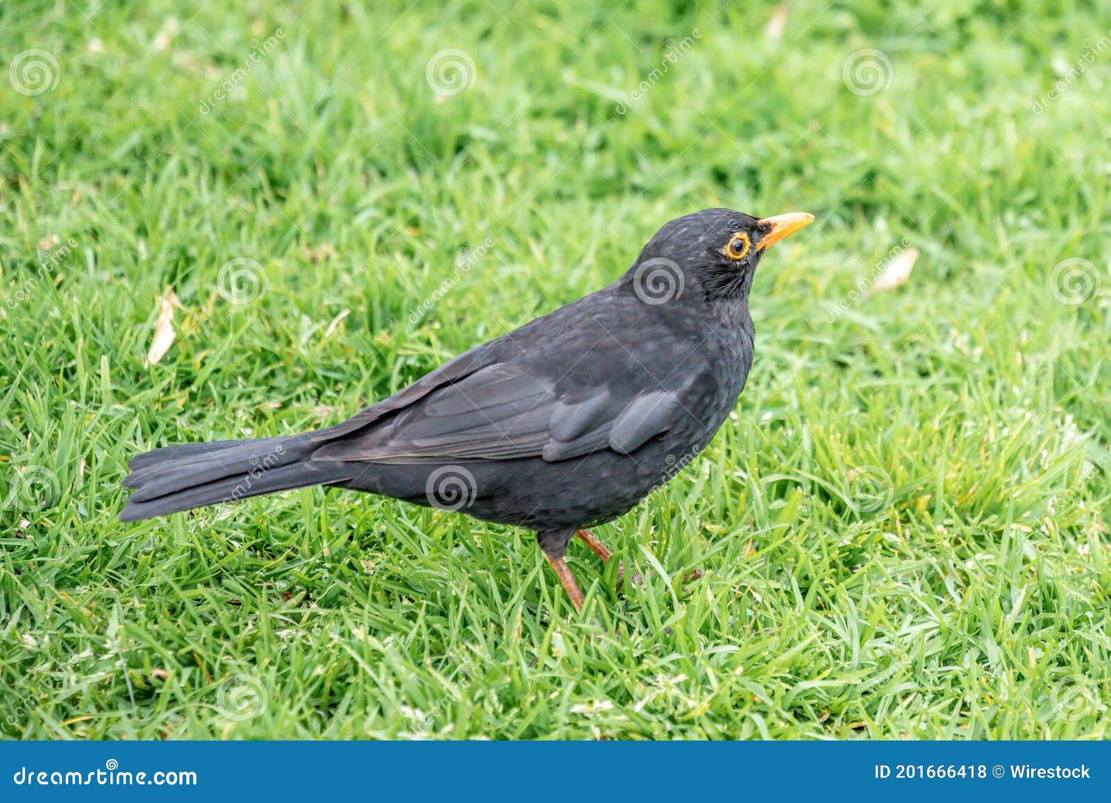 Closeup Shot of a Cute Blackbird on a Green Grass Stock Photo - Image ...