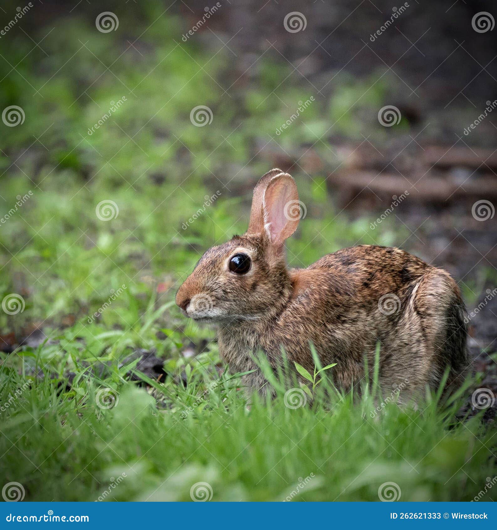 Closeup Shot of a Cute Brown Rabbit Jumping Around in the Grass Stock ...