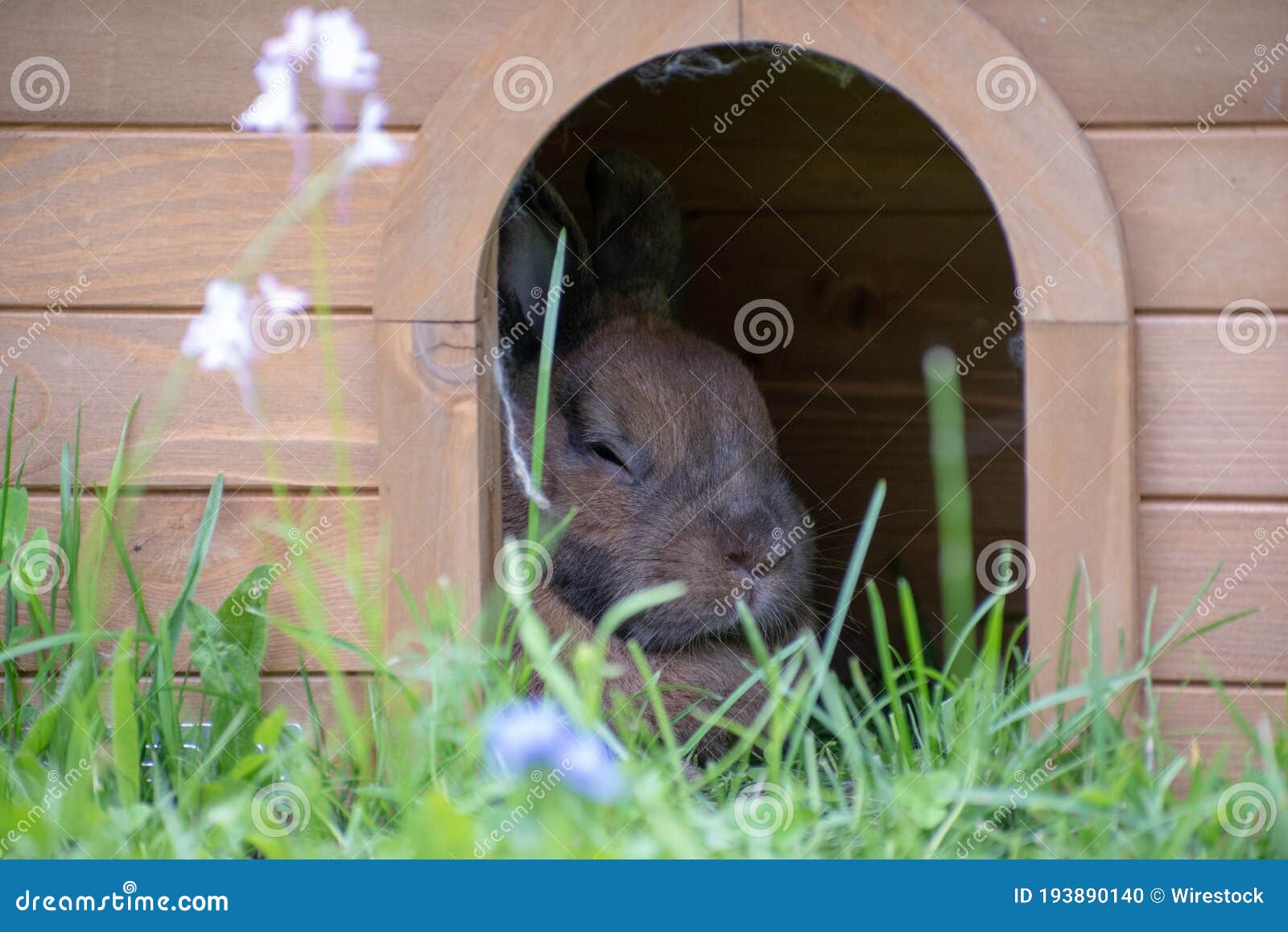 Closeup Shot of Cute Bunny in a Burrow Stock Photo - Image of creature ...