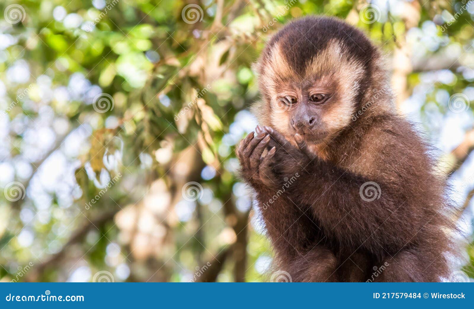 Closeup Shot of a Cute Capuchin Monkey Stock Photo - Image of mammal ...