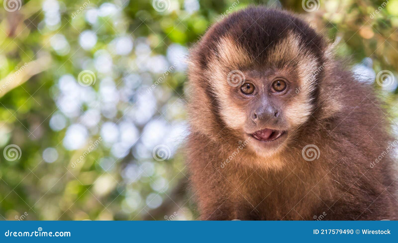 Closeup Shot of a Cute Capuchin Monkey Stock Photo - Image of face ...