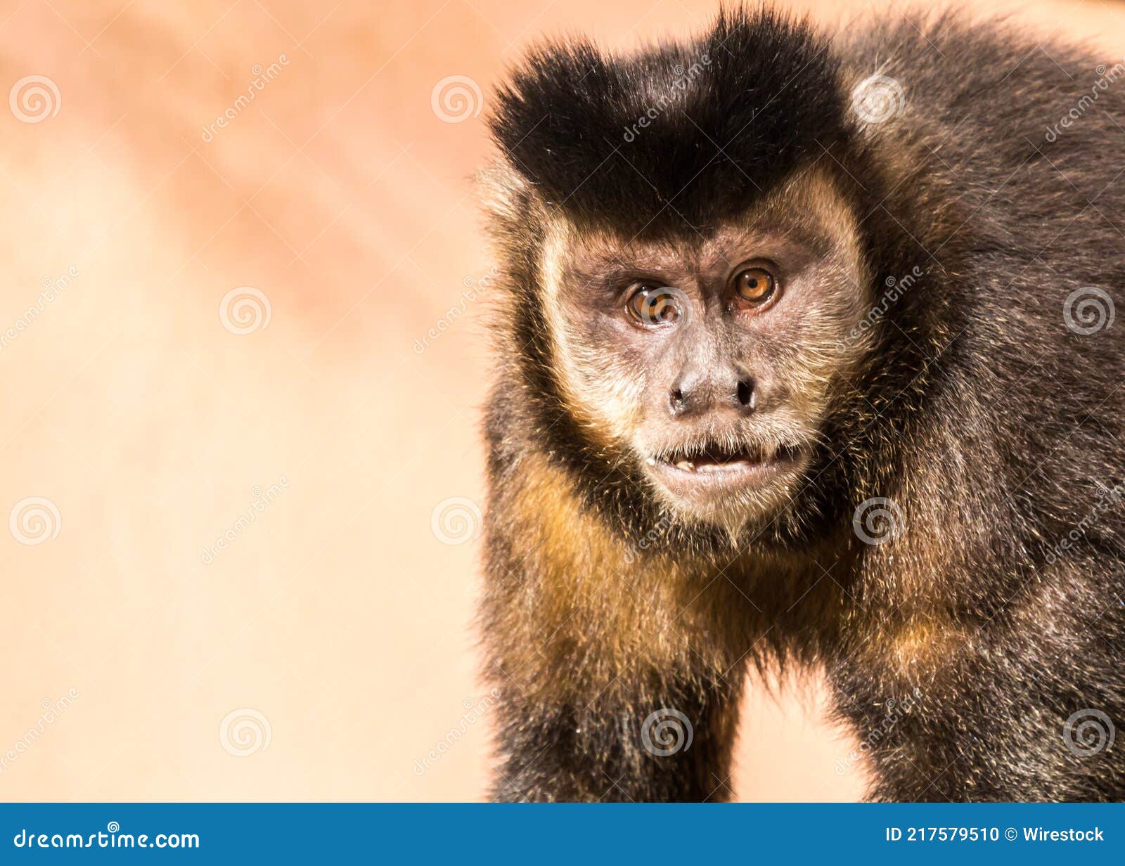 Closeup Shot of a Cute Capuchin Monkey Stock Photo - Image of nature ...