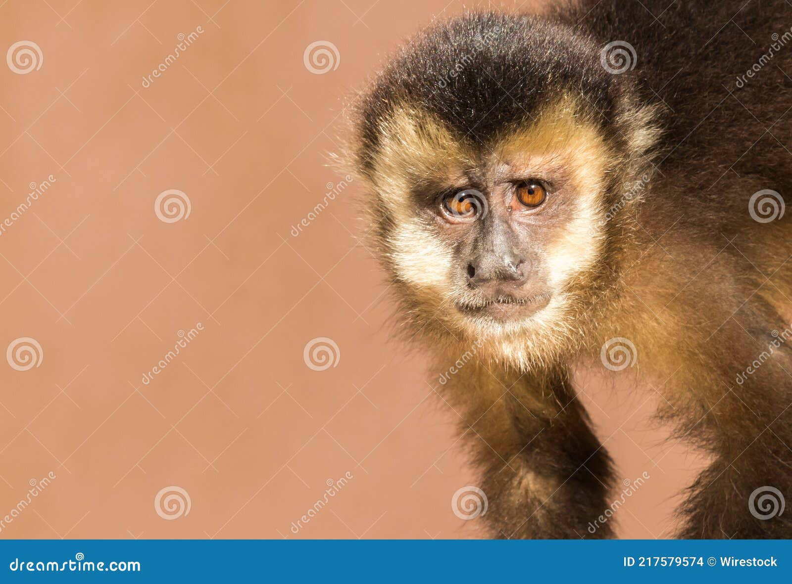 Closeup Shot of a Cute Capuchin Monkey Stock Photo - Image of capuchin ...